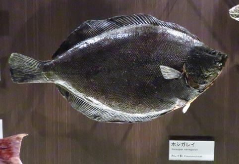 海洋総合辞典Ocean Comprehensive Dictionary, 海洋生物学名 Nomenclature of Marine Life