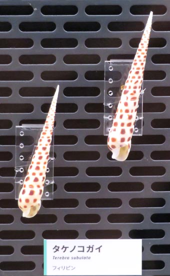 和英海洋辞典＆辞書 Japanese-English Ocean Dictionary